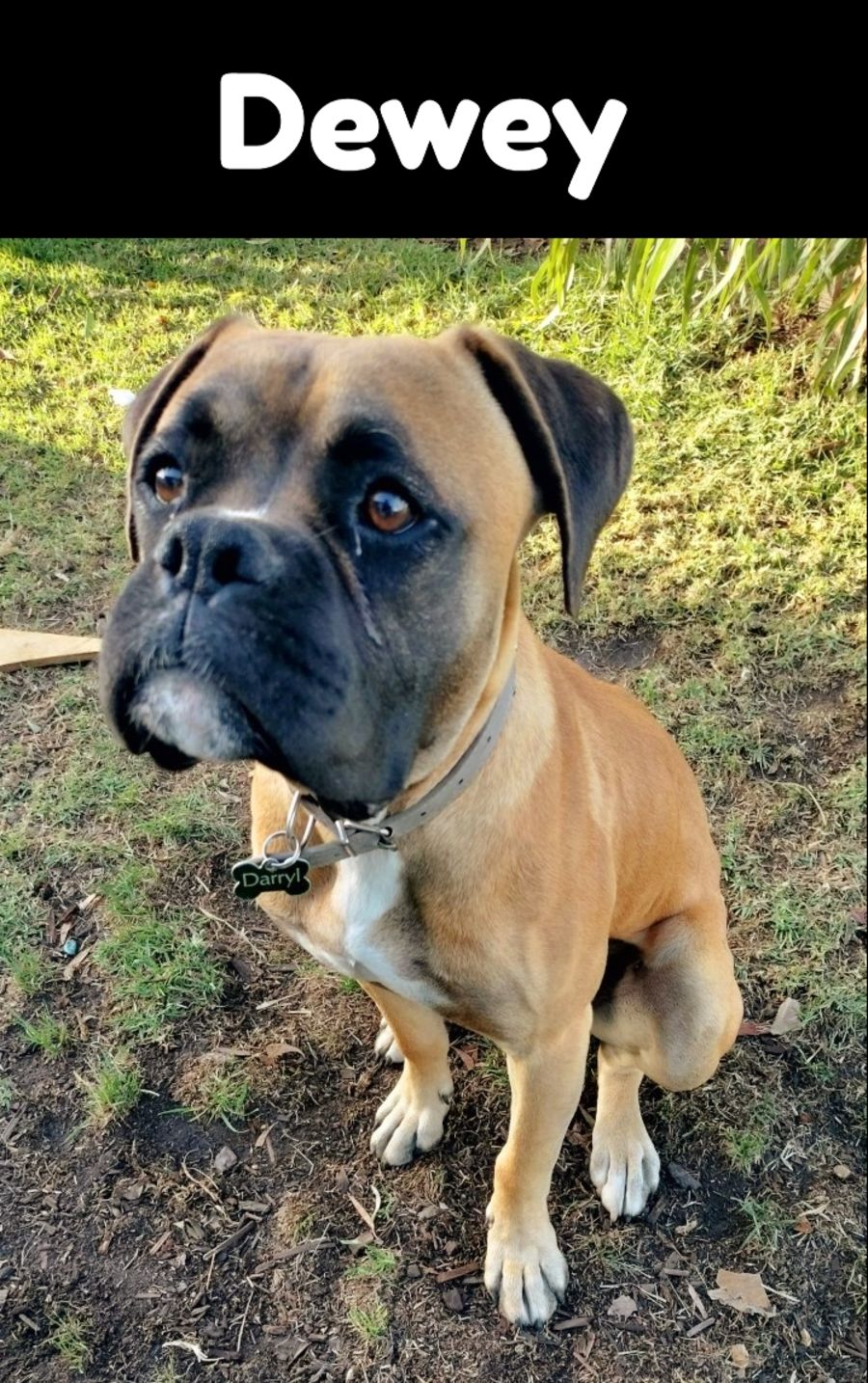 Dewey - Medium Male Boxer Dog in VIC - PetRescue