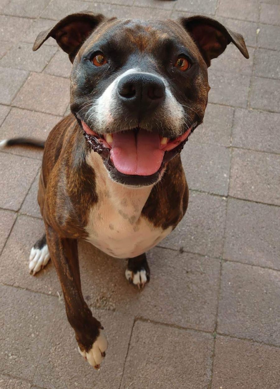 Kimba - Medium Female Boxer Mix Dog in VIC - PetRescue
