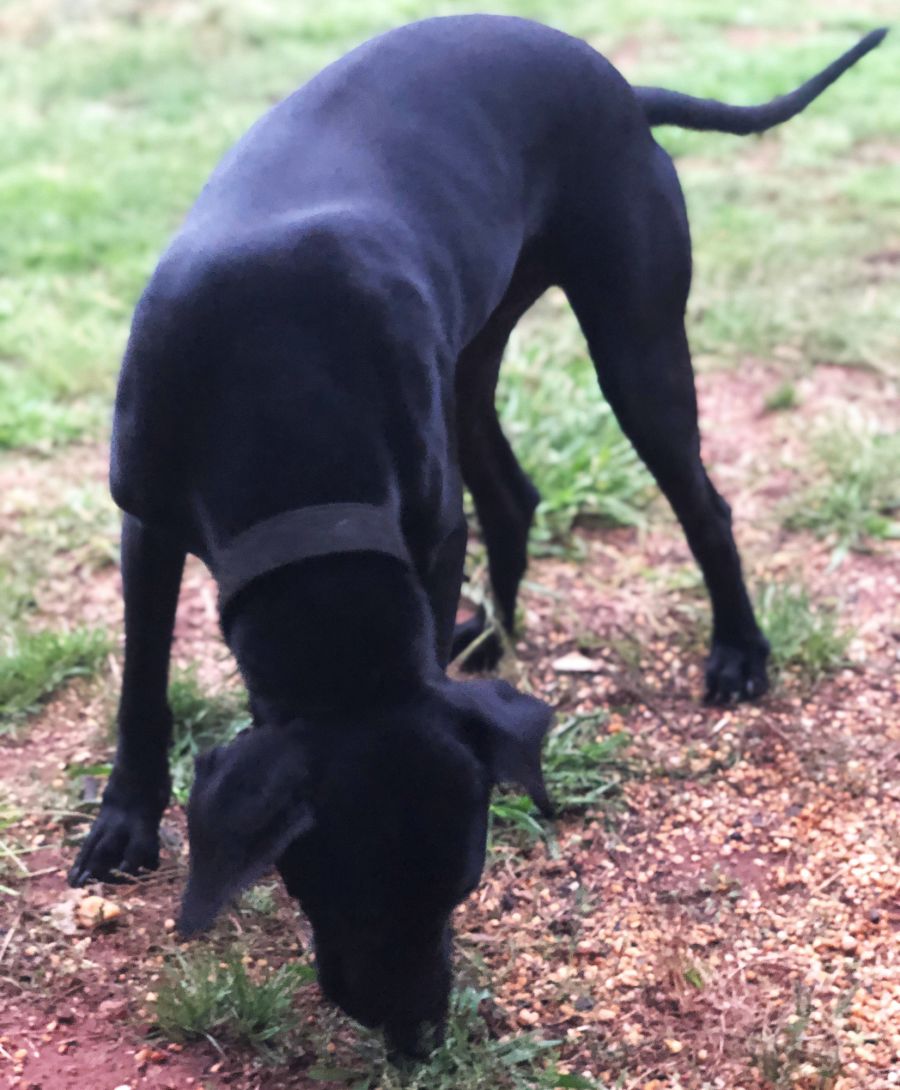 Jasper - Large Male German Shorthaired Pointer x Labrador Mix Dog in ...