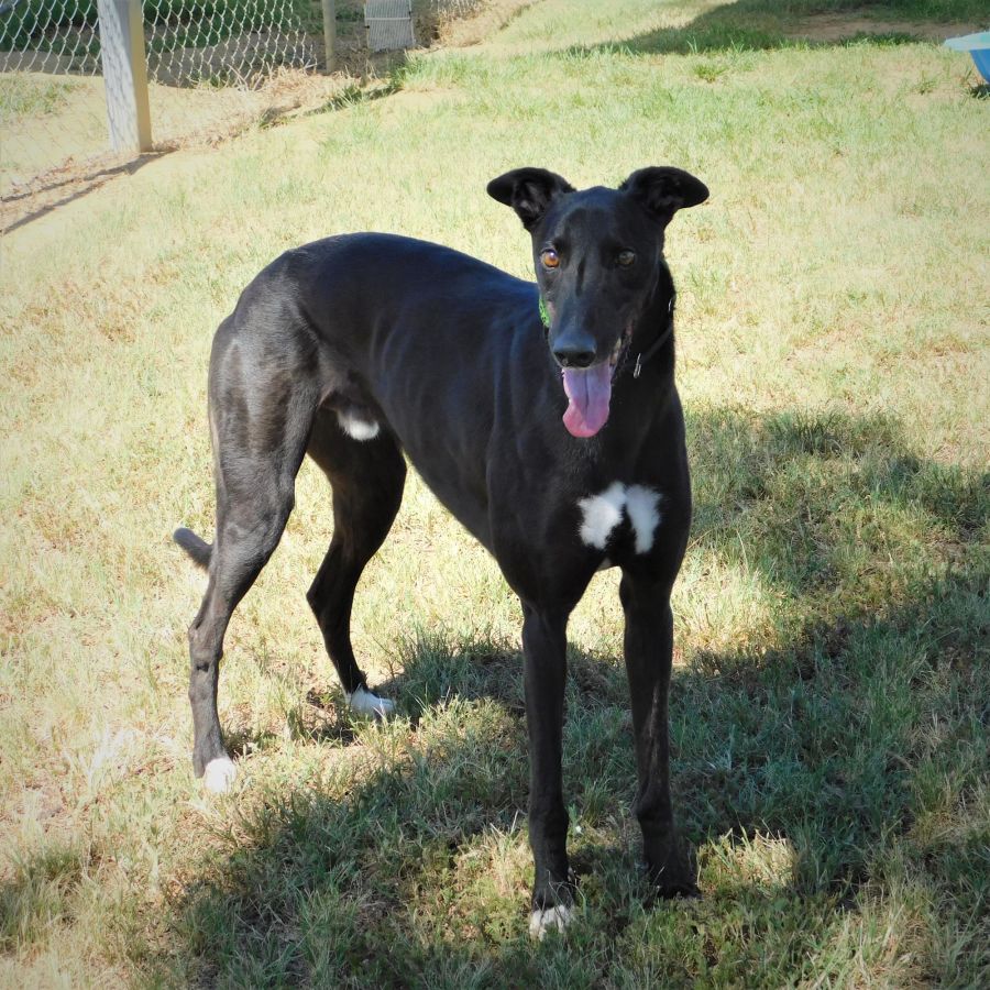 Huey - Large Male Greyhound Dog in QLD - PetRescue