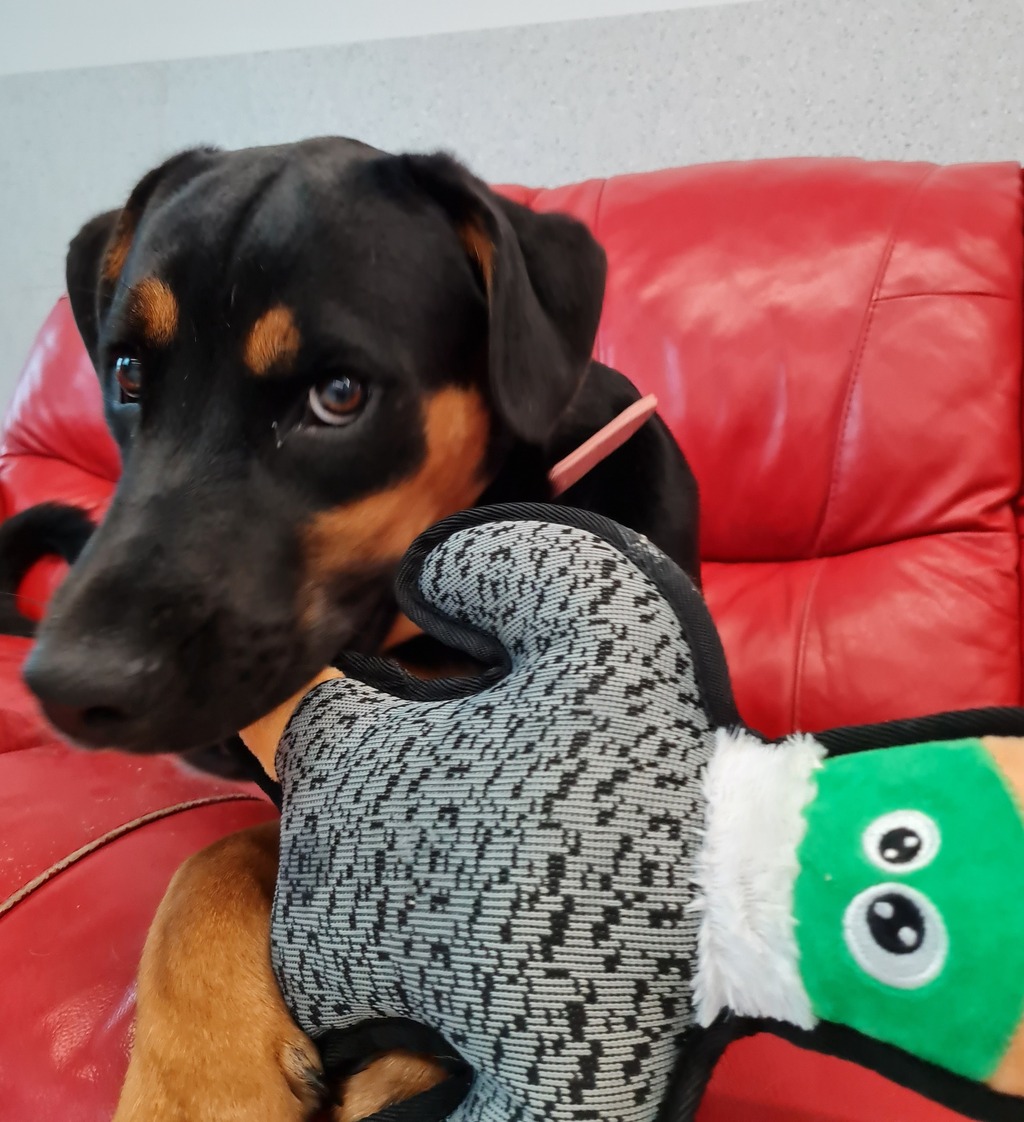Mallie - Large Female Rottweiler Mix Dog in QLD - PetRescue