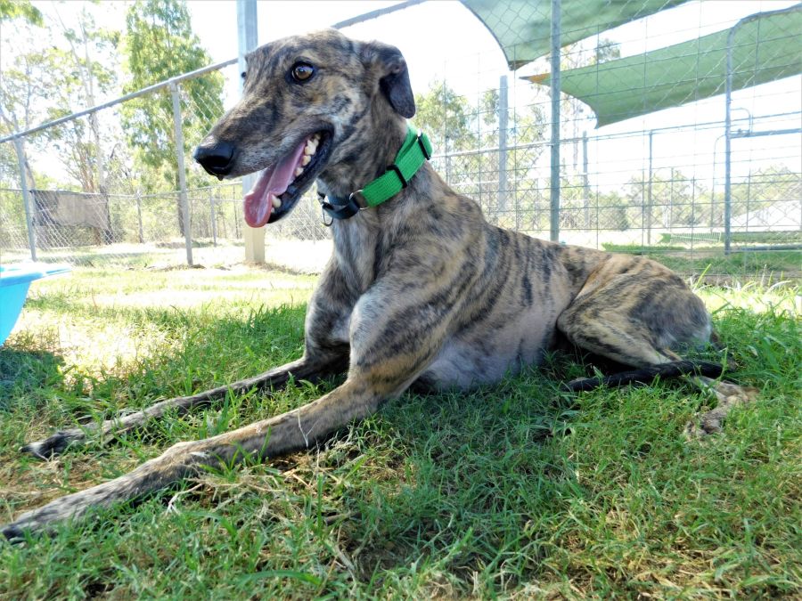 Glory - Large Female Greyhound Dog in QLD - PetRescue