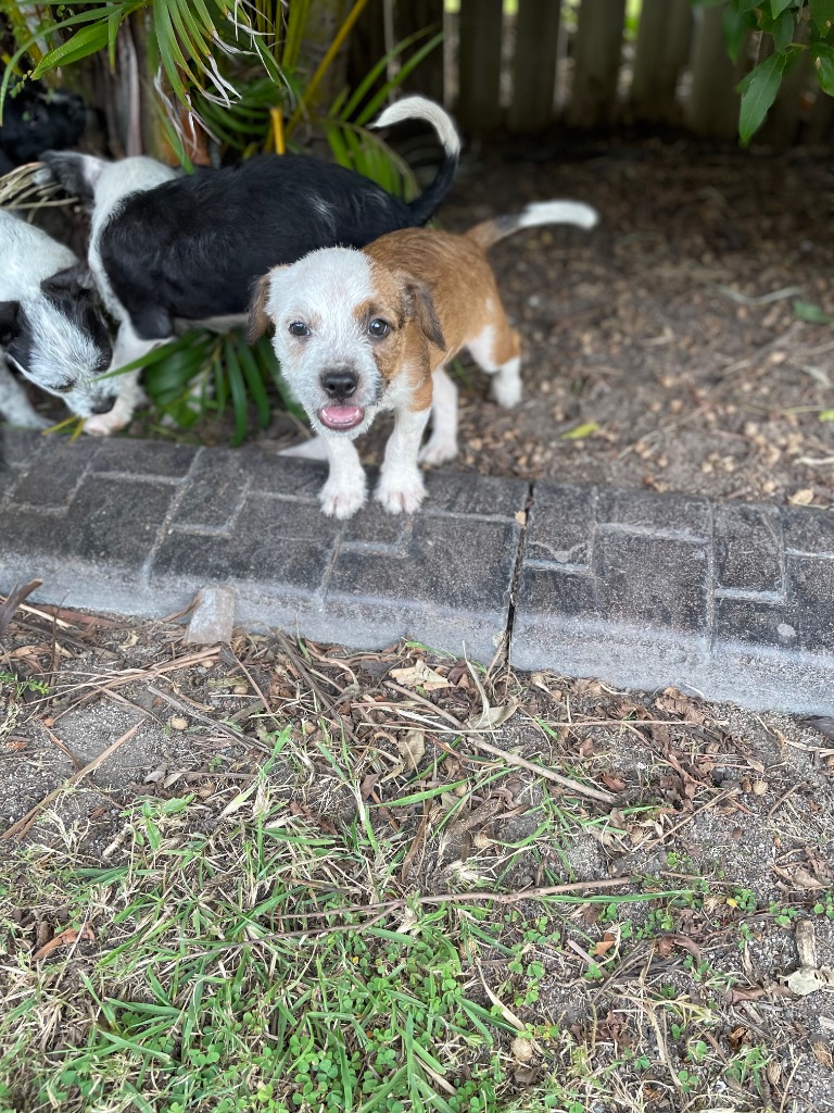 Fergus - Medium Male Staffordshire Bull Terrier x Mixed Breed Mix Dog in QLD - PetRescue