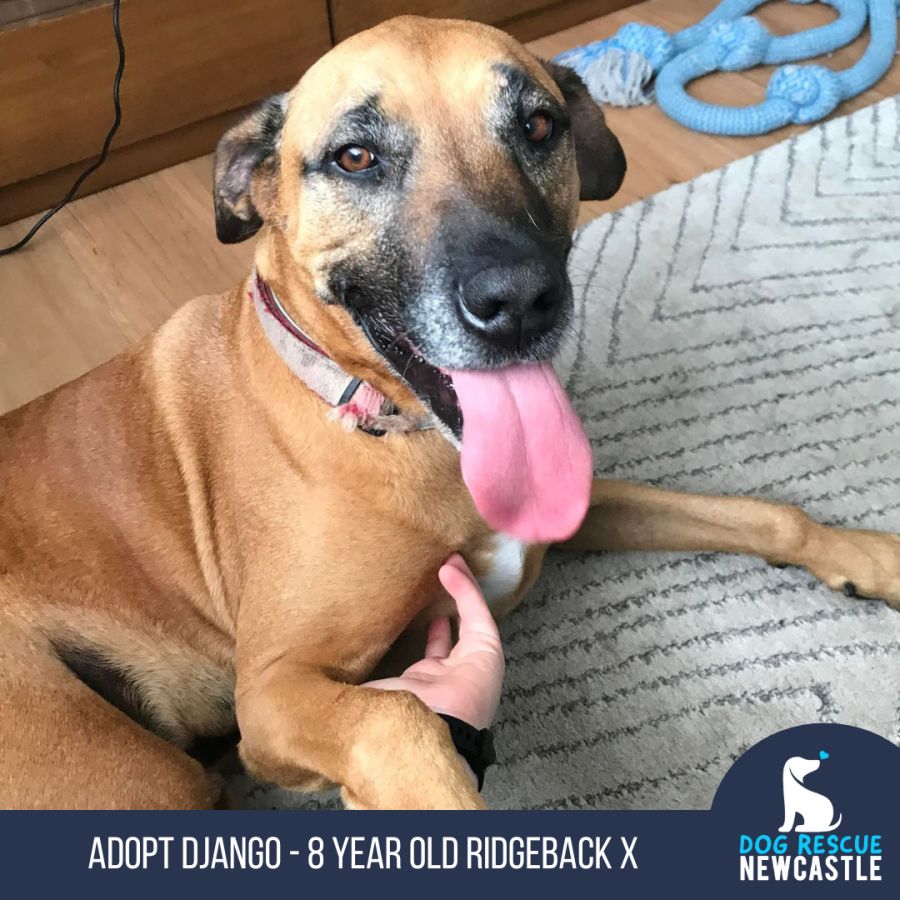 Django - 8 Year Old Ridgeback X (Trial) - Medium Male Ridgeback Mix Dog ...