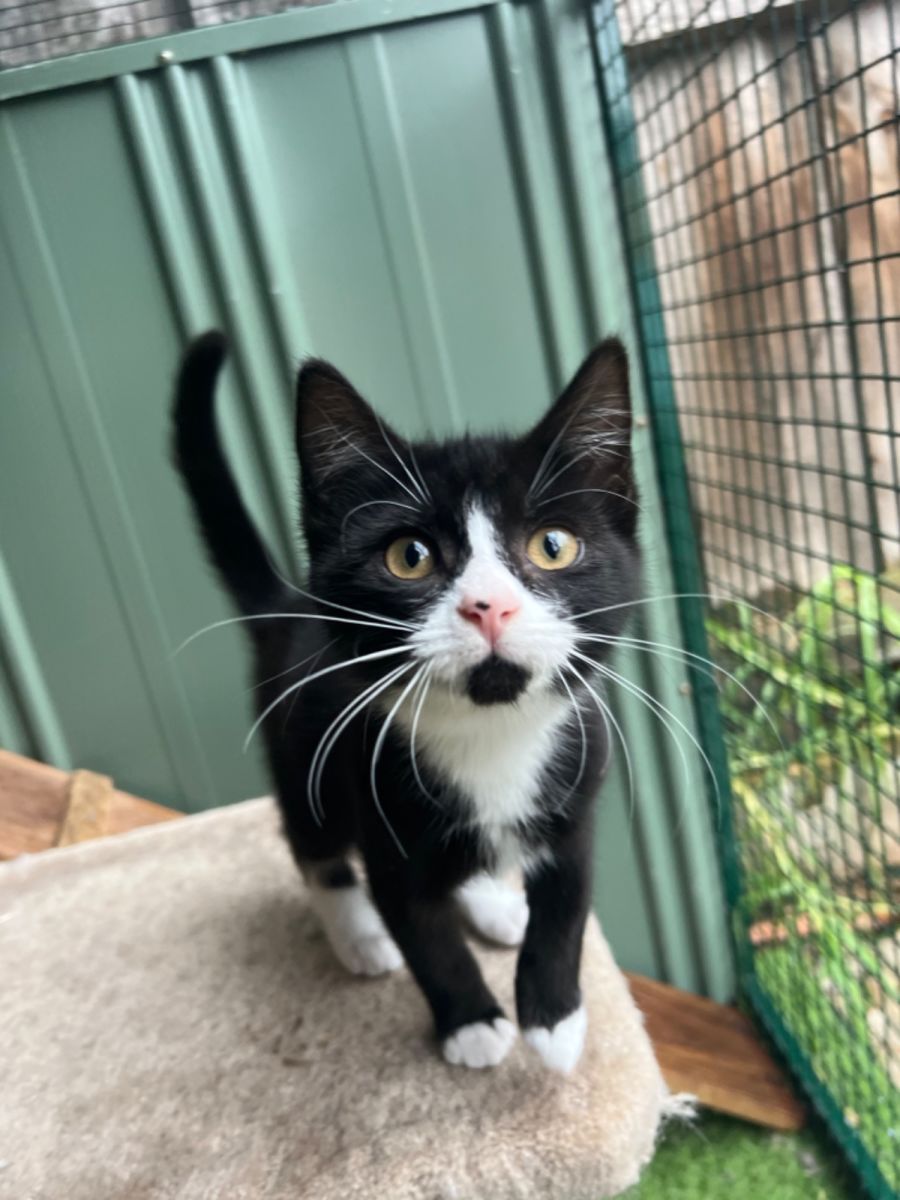 Addie & Eva - Female Domestic Short Hair Cat in VIC - PetRescue