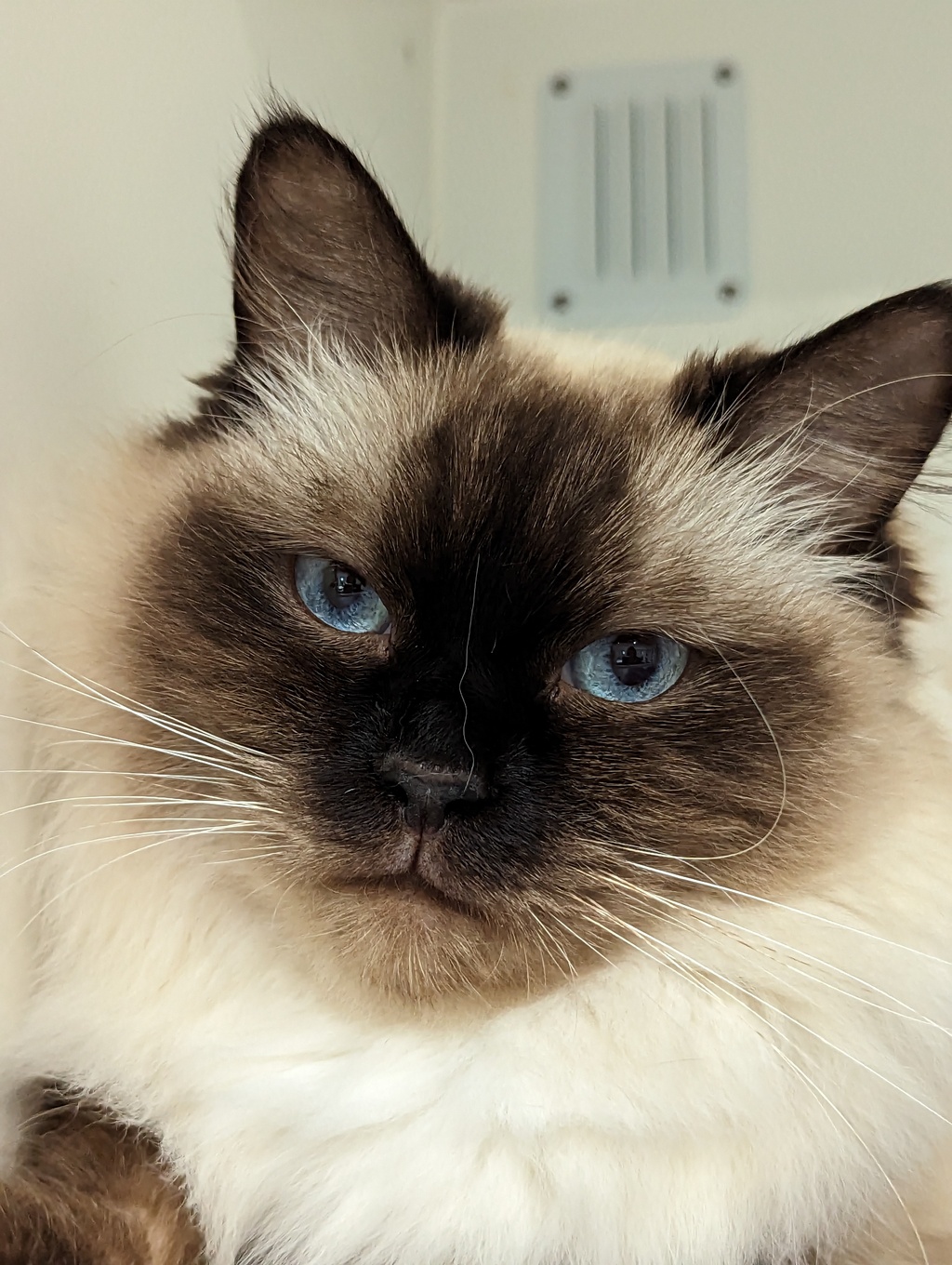 Myra - Female Birman Mix Cat in QLD - PetRescue