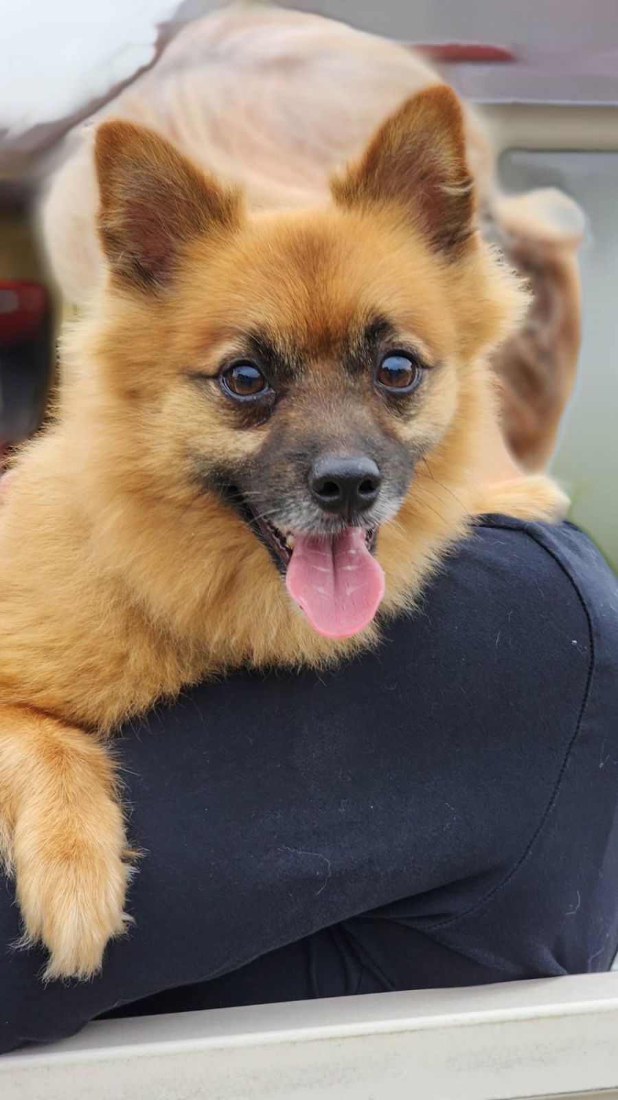 Leo - Small Male German Spitz Dog in VIC - PetRescue