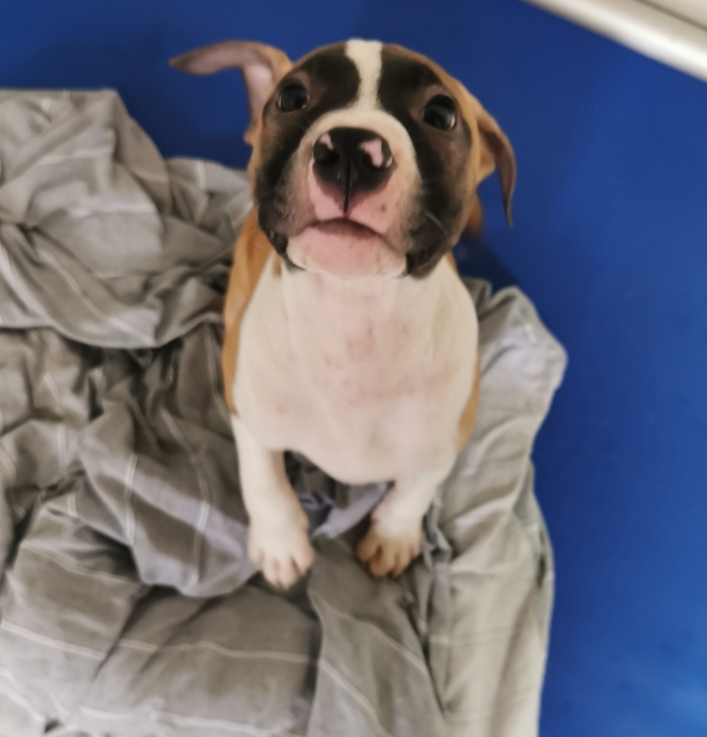 Reinhardt - Medium Male American Staffordshire Bull Terrier Mix Dog in ...