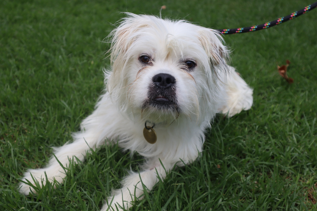Jerry - Medium Male Maltese x Bulldog Mix Dog in VIC - PetRescue