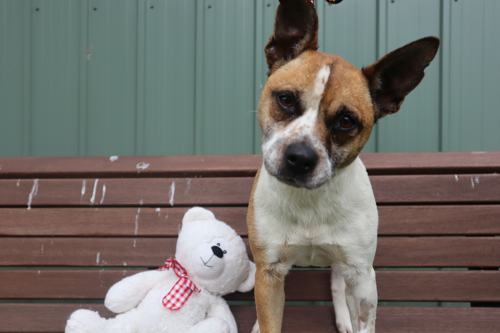 Nami - Small Female Jack Russell Terrier x Staffy Mix Dog in VIC ...