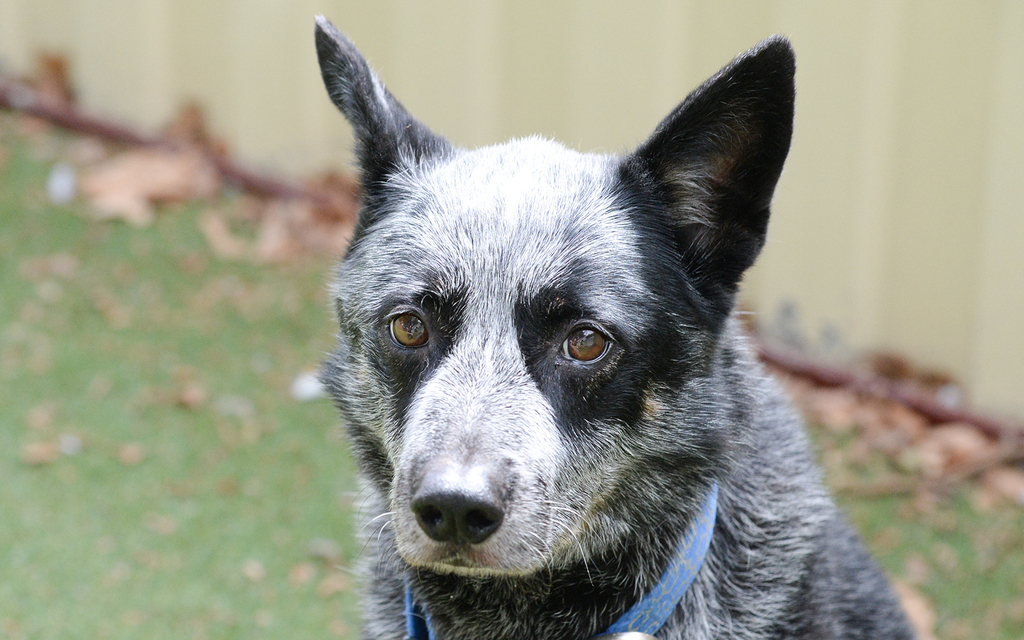 Old Man Buddy - Medium Male Heeler Mix Dog in VIC - PetRescue