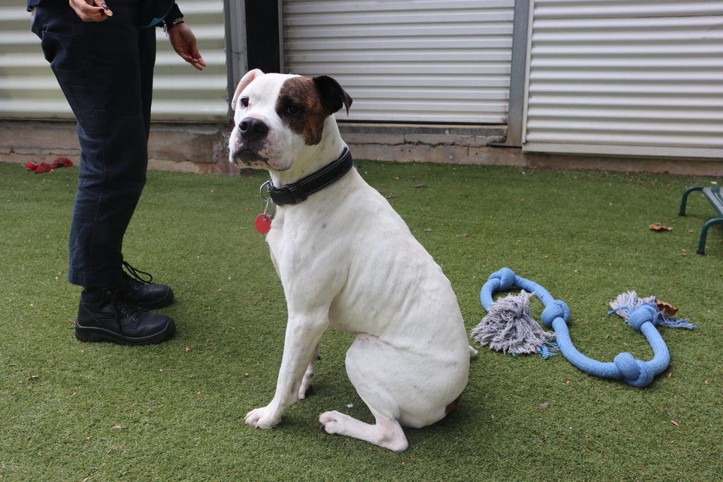 Beau - Large Male Boxer x English Staffy Mix Dog in VIC - PetRescue