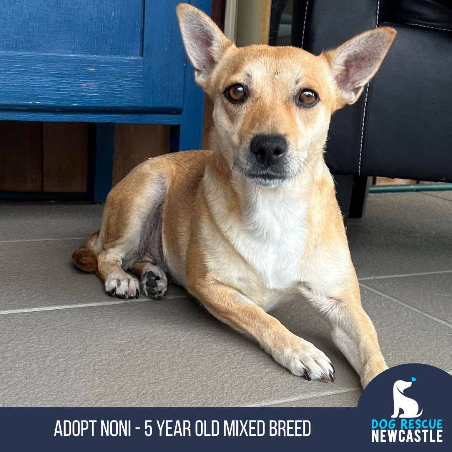 Noni - 5 Year Old Mixed Breed (On Trial) - Small Female Mixed Breed Dog ...