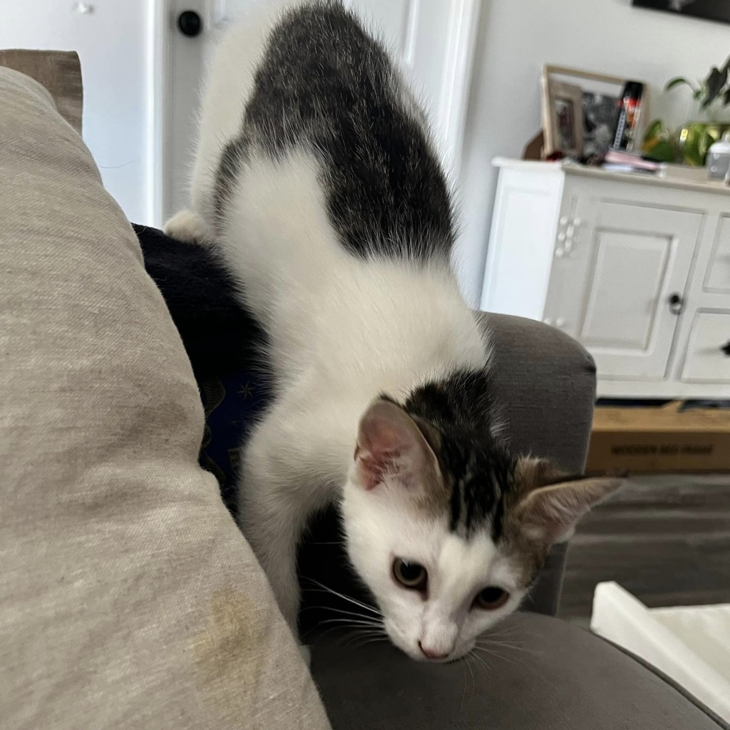 Gretel - Female Domestic Short Hair Cat in WA - PetRescue