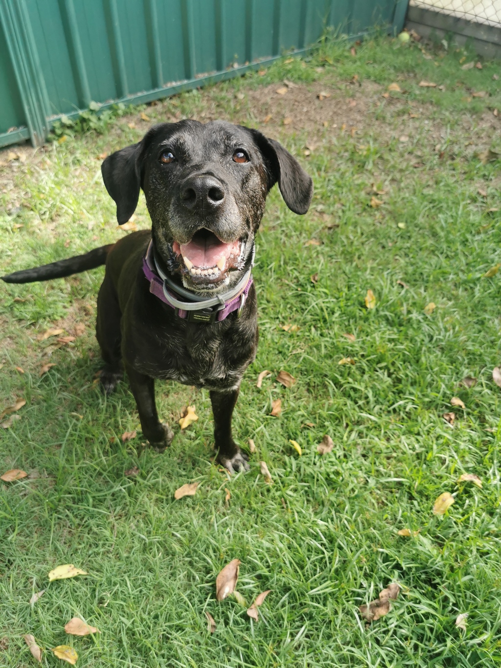 Lexi - Large Female Rhodesian Ridgeback x Labrador Retriever Mix Dog in ...
