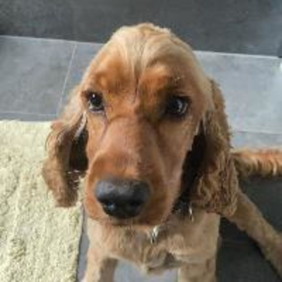 Ruby - Small Female Cocker Spaniel Dog in NSW - PetRescue