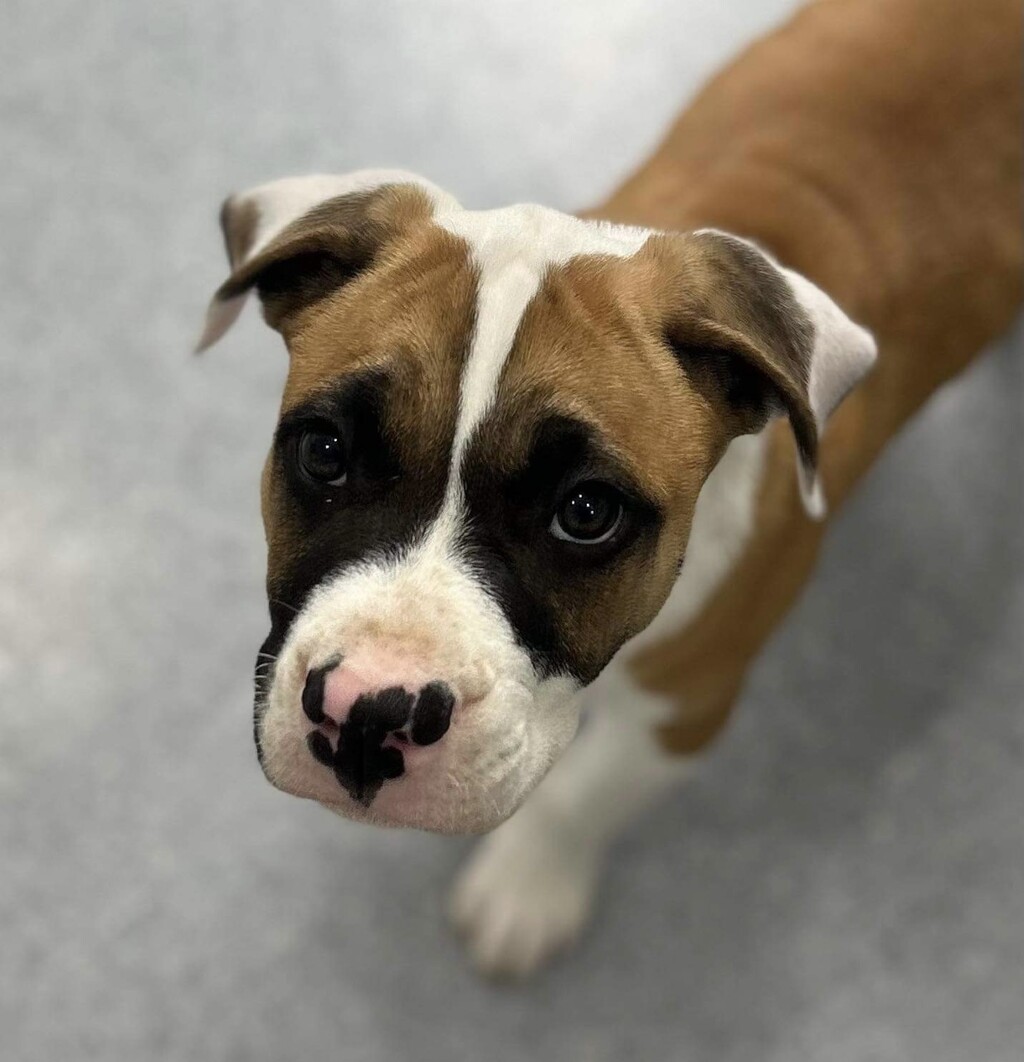 Pumbaa - Small Male Staffordshire Bull Terrier Dog in VIC - PetRescue