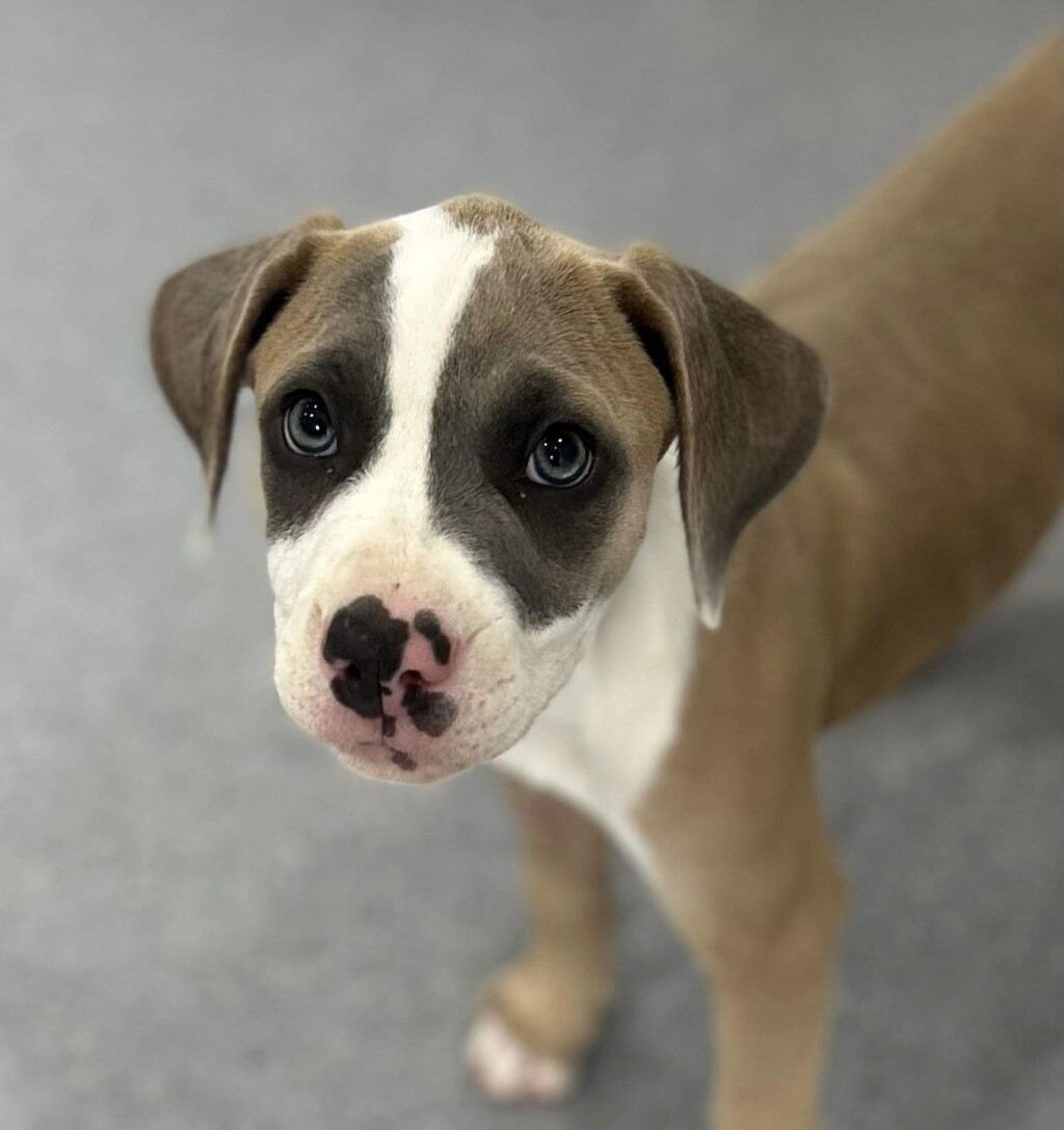 Shenzi - Small Female Staffordshire Bull Terrier Dog in VIC - PetRescue