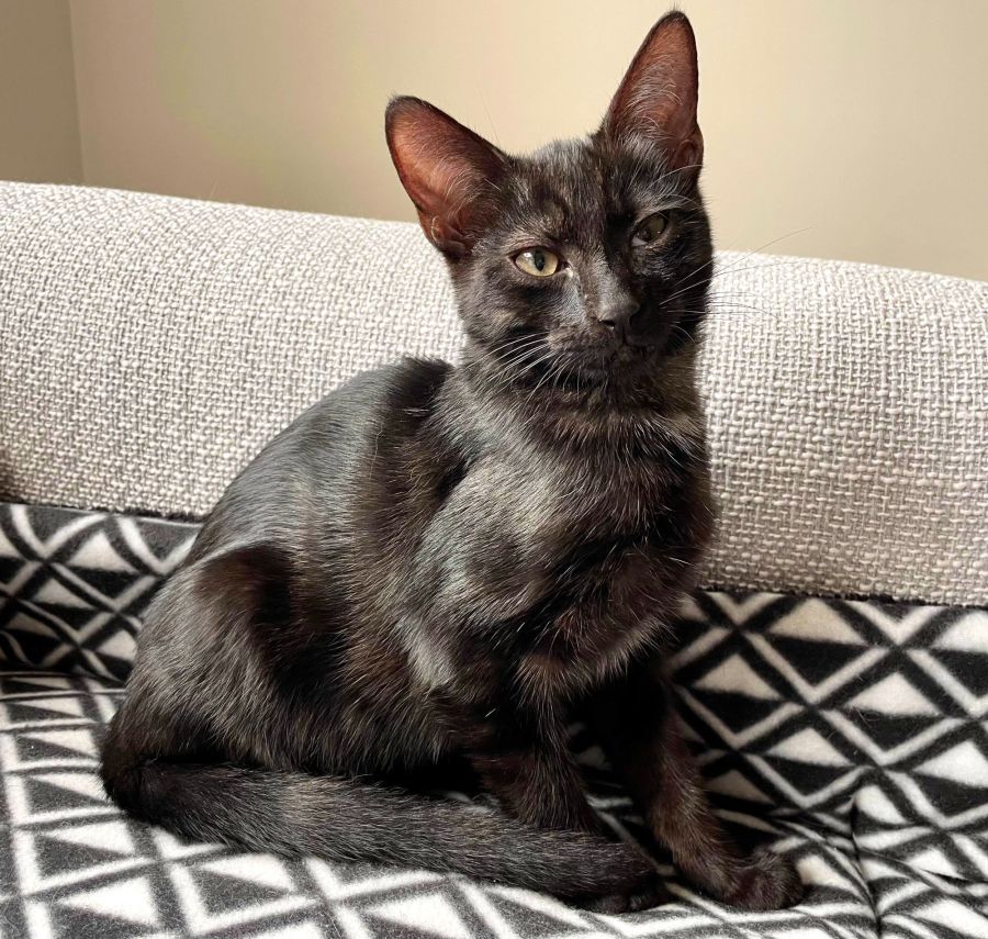 Gulliver - Male Domestic Short Hair Cat in VIC - PetRescue