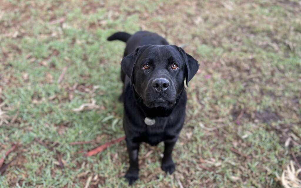 Chad - Large Male Labrador Mix Dog in VIC - PetRescue