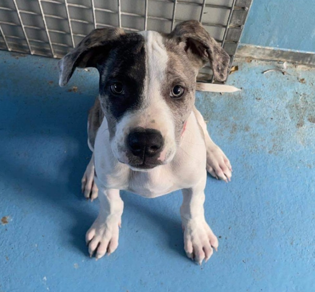 Bambi - Large Female Boxer x Great Dane Mix Dog in VIC - PetRescue