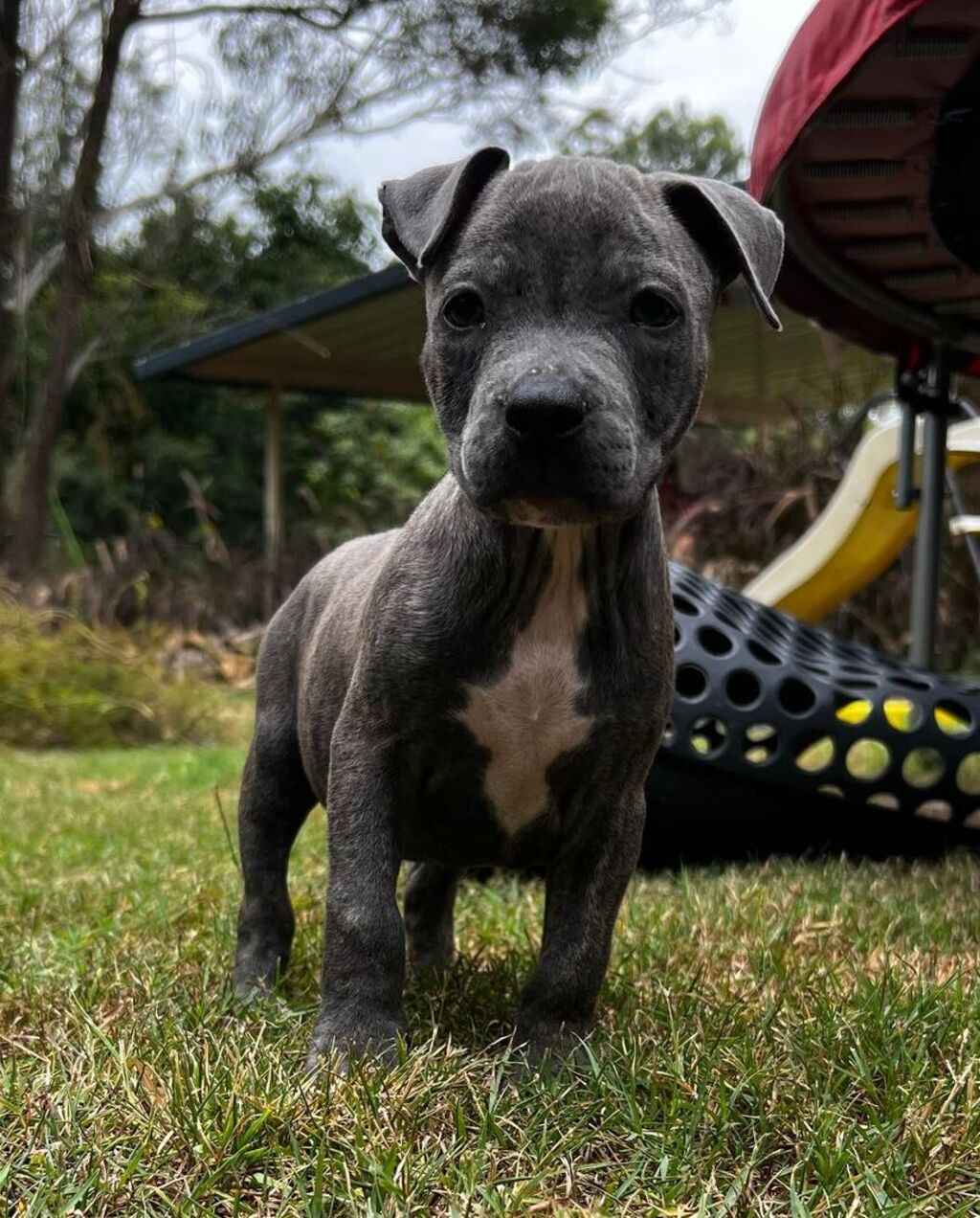 Stella - Medium Female American Staffordshire Bull Terrier Mix Dog in ...