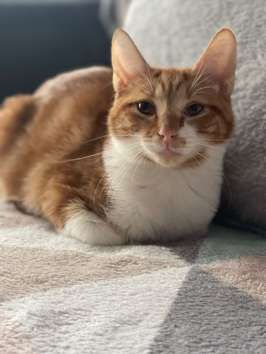 Razzle - Male Domestic Short Hair Cat in VIC - PetRescue