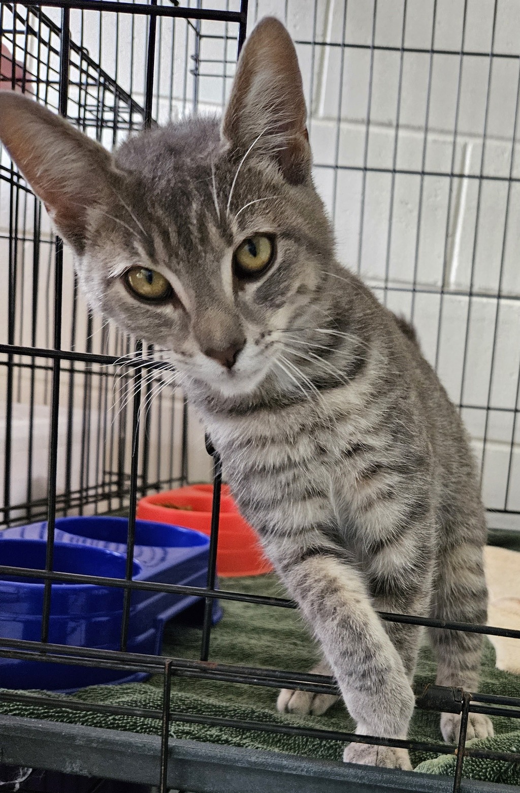 Kimiko - Female Domestic Short Hair Mix Cat in QLD - PetRescue