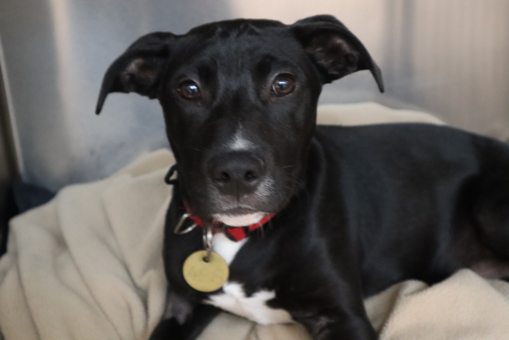 Mayo - Small Male Staffy Mix Dog in VIC - PetRescue