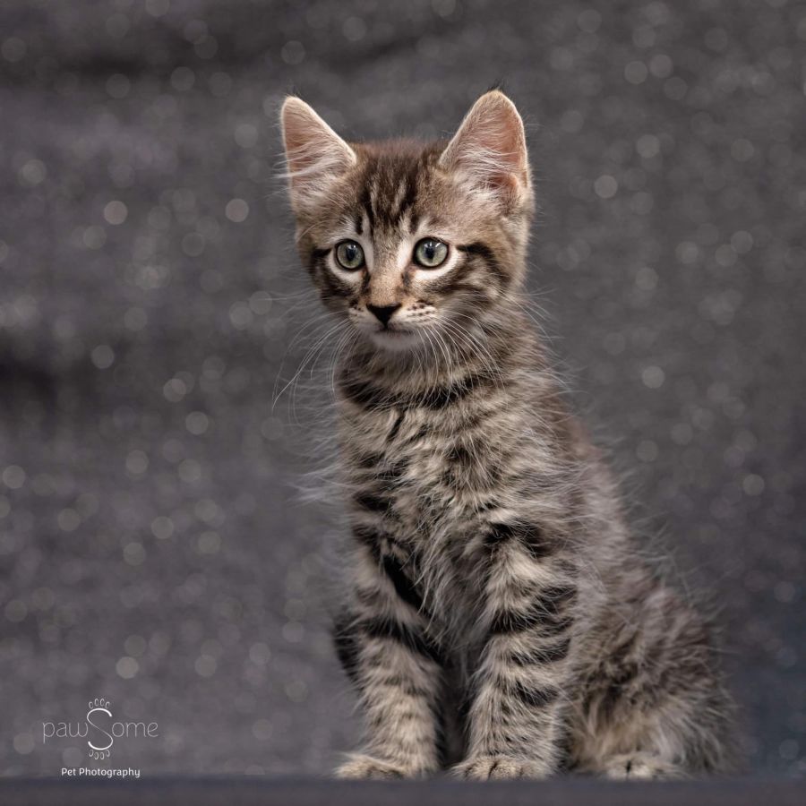 Malcom **2nd Chance Cat Rescue** - Male Domestic Short Hair Cat in VIC ...