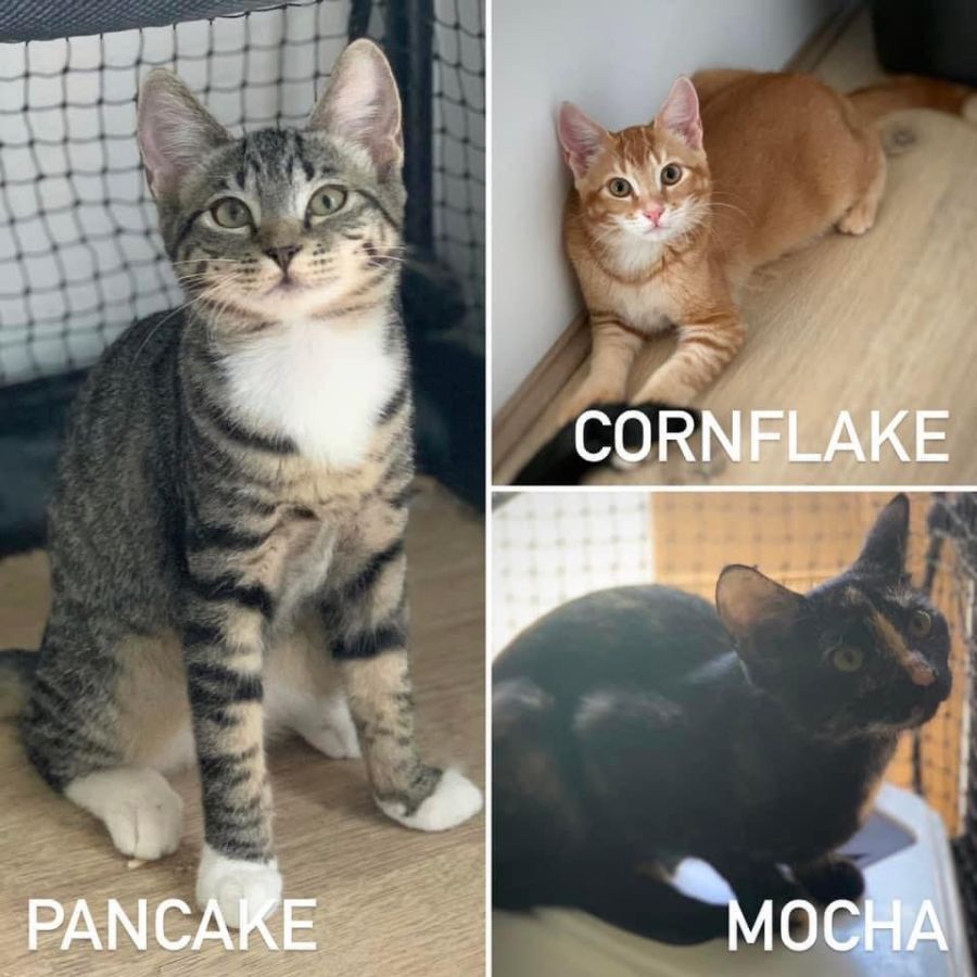 9164/6/5 - Cornflake, Pancake & Mocha - Female Domestic Short Hair Cat ...