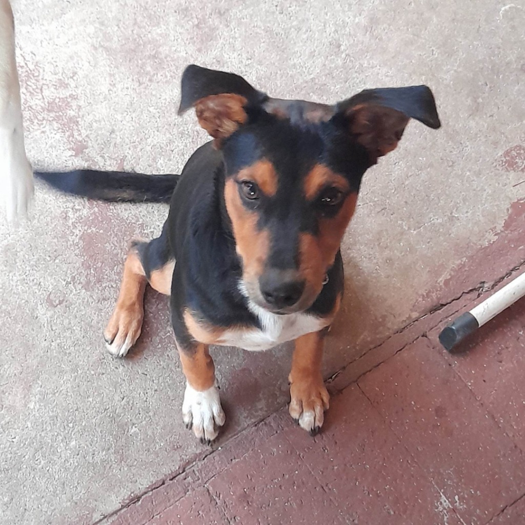 Tamar - Medium Female Mixed Breed Dog in WA - PetRescue