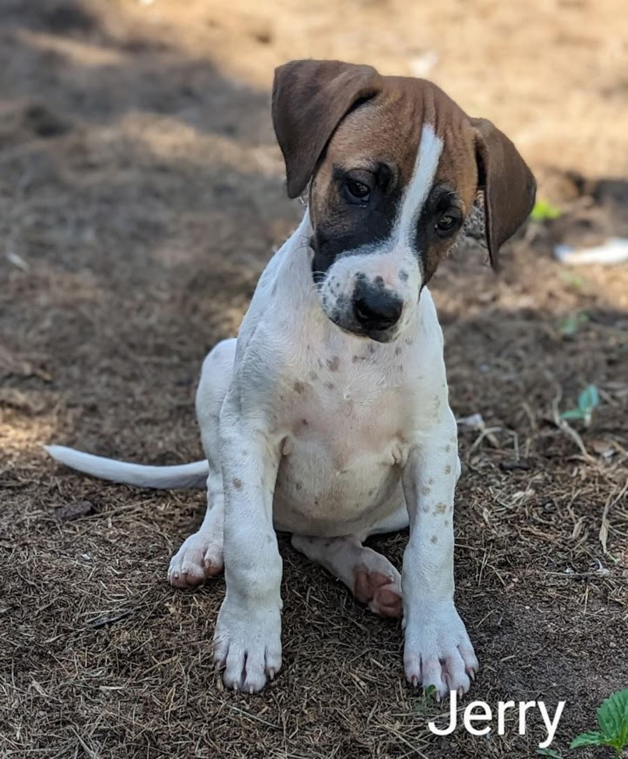 Jerry - Large Female Bull Arab x Mastiff Mix Dog in QLD - PetRescue