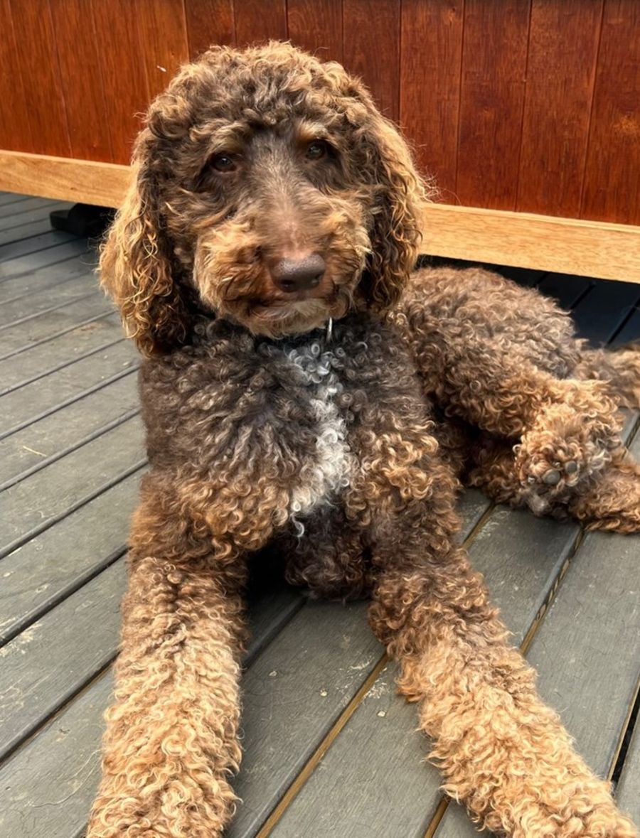 Grundy - Medium Male Labradoodle Dog in NSW - PetRescue