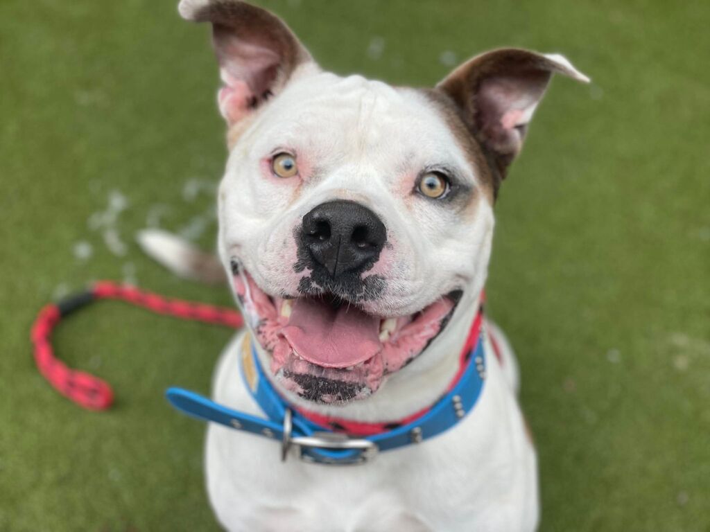 Cash - Large Male American Bully Mix Dog in VIC - PetRescue