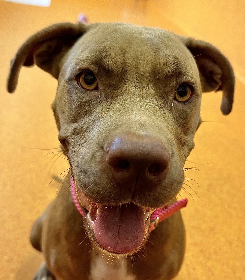 Lizzy - Medium Female Boxer x American Staffordshire Bull Terrier Mix ...