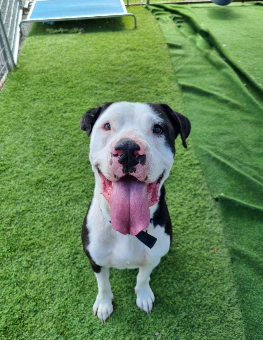 Calais - Large Male Great Dane x Bull Terrier Dog in NSW - PetRescue