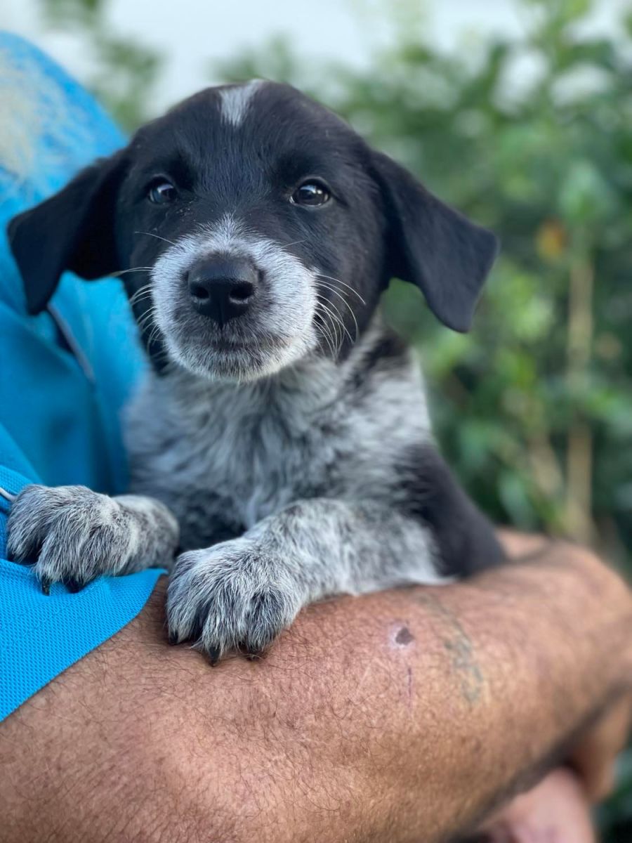 Brodie - Medium Male Border Collie x Australian Cattle Dog Dog in QLD - PetRescue