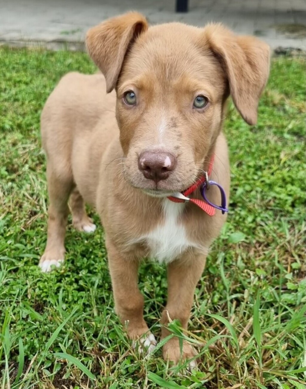 Cashew - Medium Male German Shorthaired Pointer x American ...