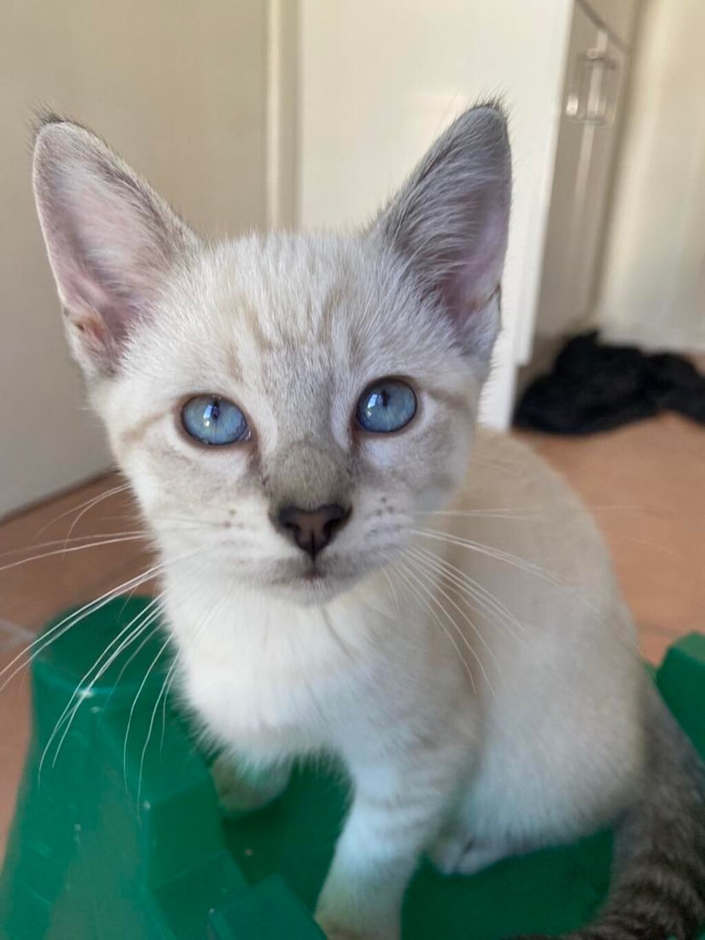 Luna - Female Layanese Mix Cat in QLD - PetRescue