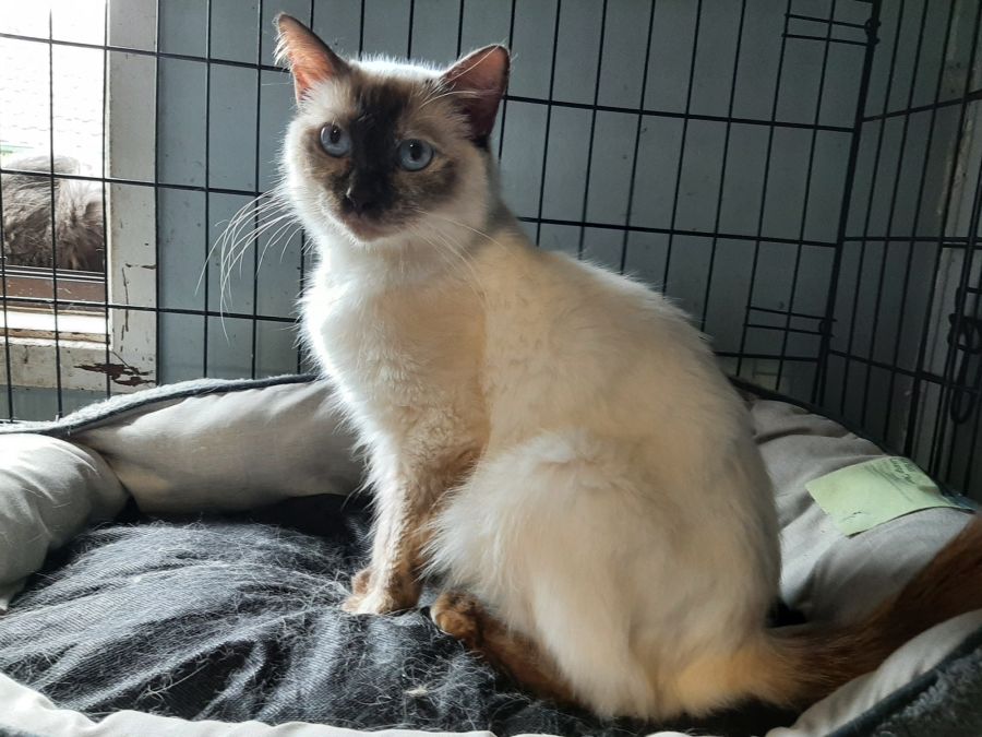 Tiny - Female Ragdoll Cat in NSW - PetRescue