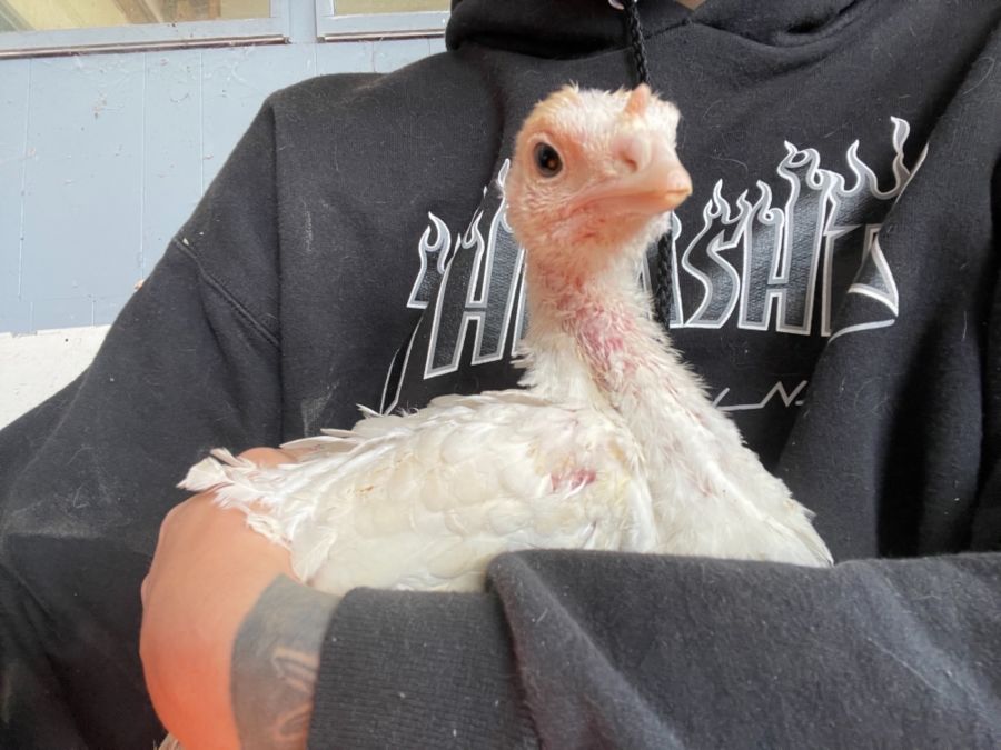 Very sweet Turkeys! - Male Turkey in VIC - PetRescue