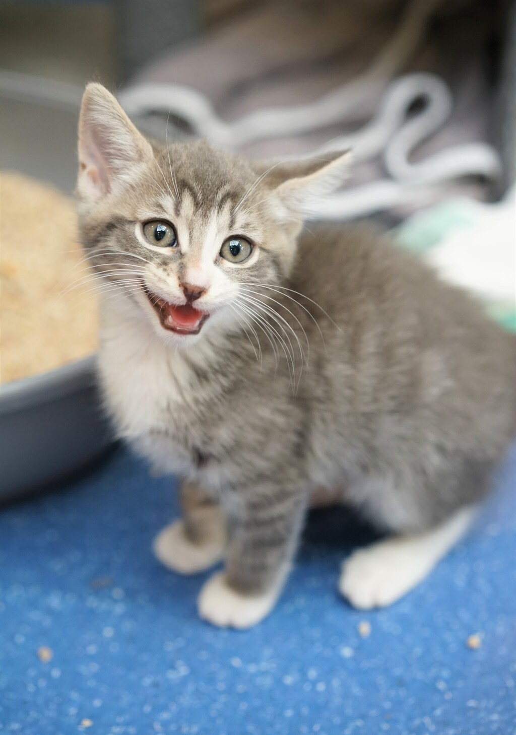 Misty - Male Manx Mix Cat in QLD - PetRescue