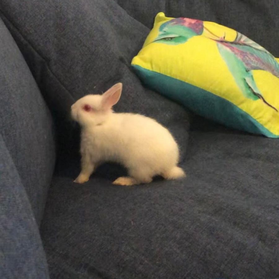 Grogu - Female Rabbit in NSW - PetRescue