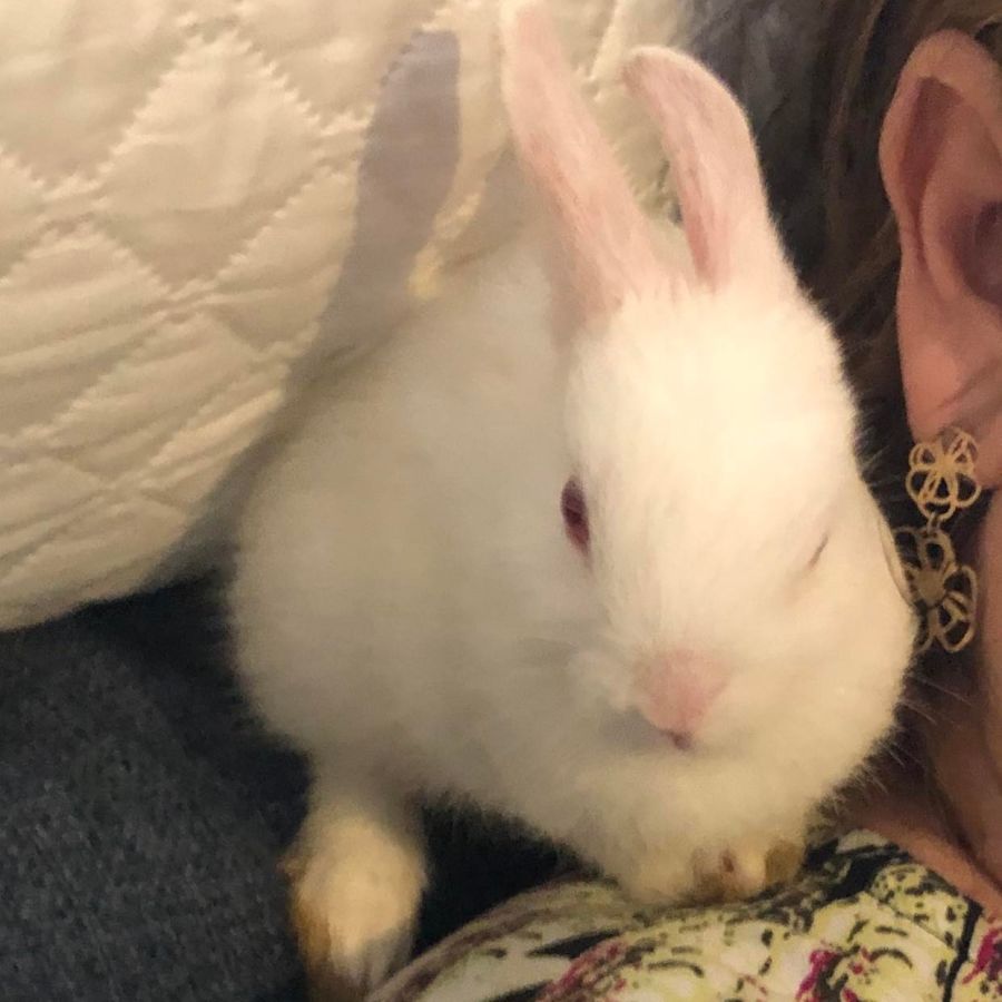 Princess Leah - Female Rabbit in NSW - PetRescue