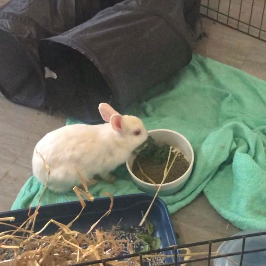 Bo-Katan - Female Rabbit in NSW - PetRescue