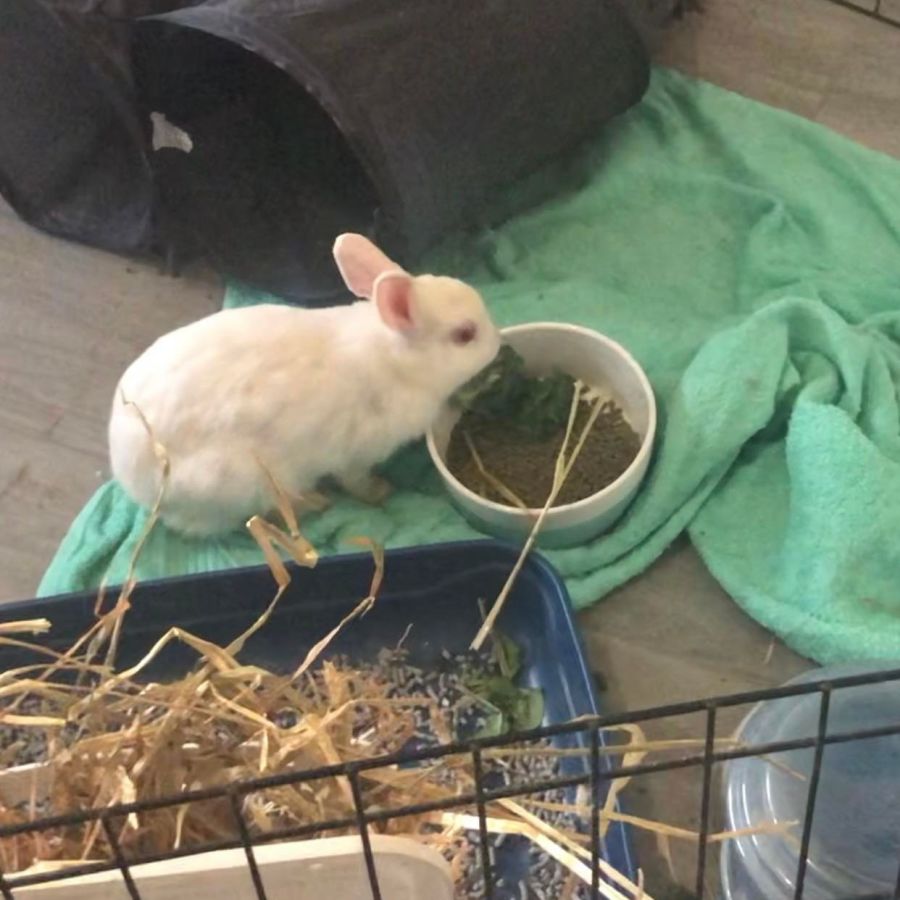 Gandalf The White - Male Rabbit in NSW - PetRescue