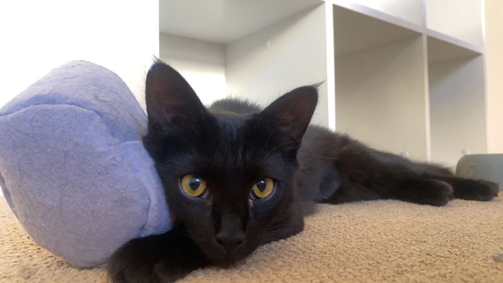 Seline - Female Domestic Short Hair Mix Cat in WA - PetRescue