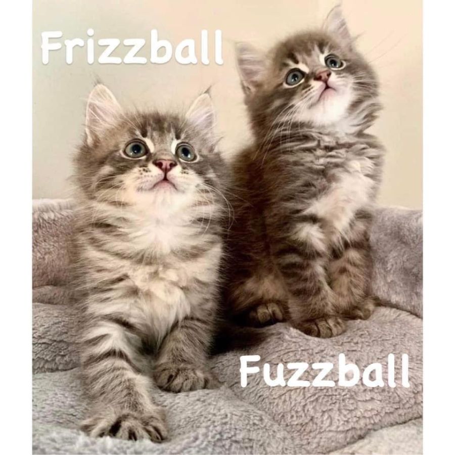 9212/3 - Frizzball & Fuzzball - Male Domestic Medium Hair Cat in WA ...