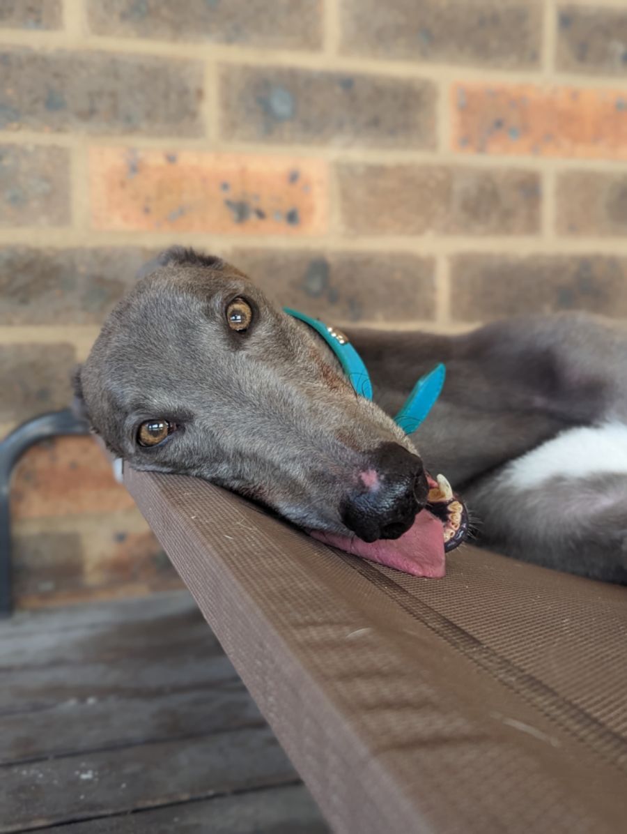 Levi - Large Male Greyhound Dog in NSW - PetRescue